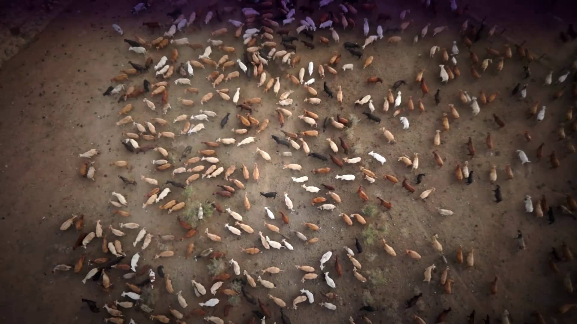 Lake Nash Cattle Station on Vimeo