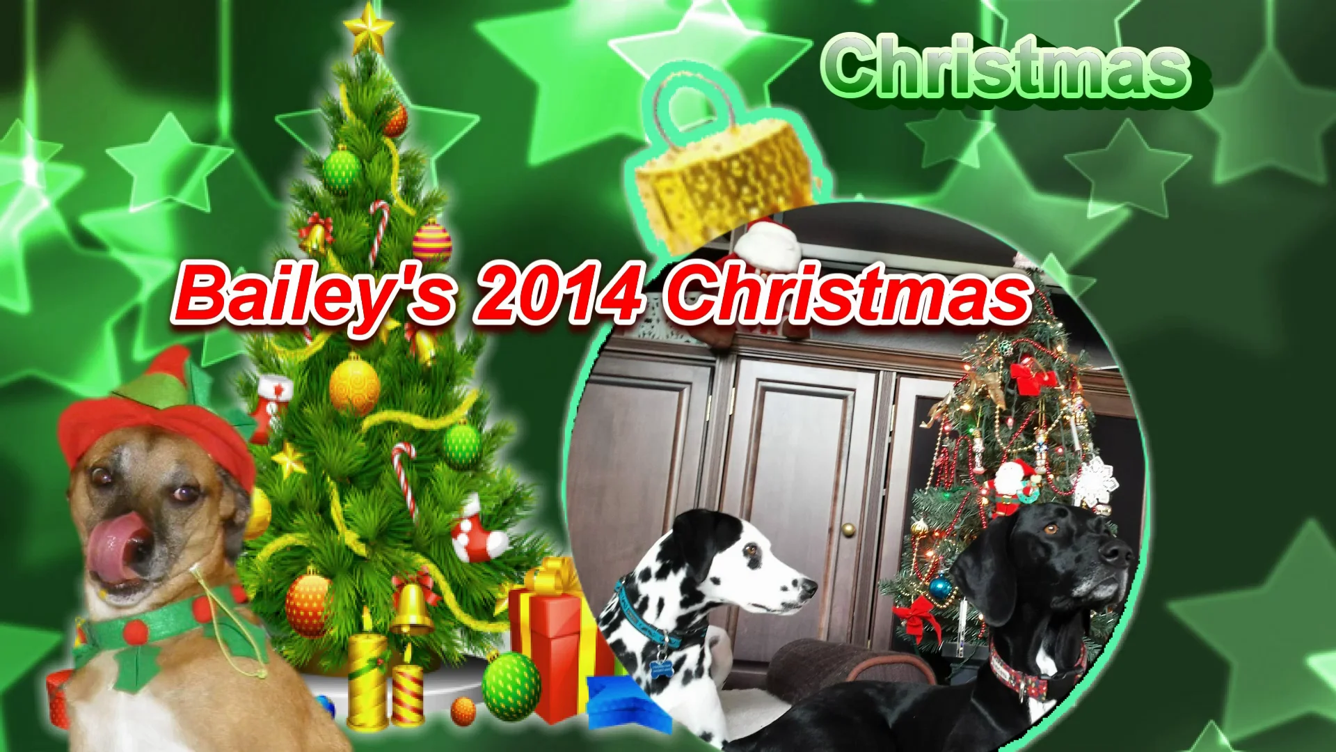 Bailey Christmas 2014