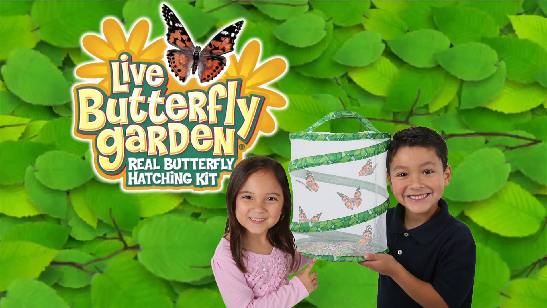 Live Butterfly Garden on Vimeo