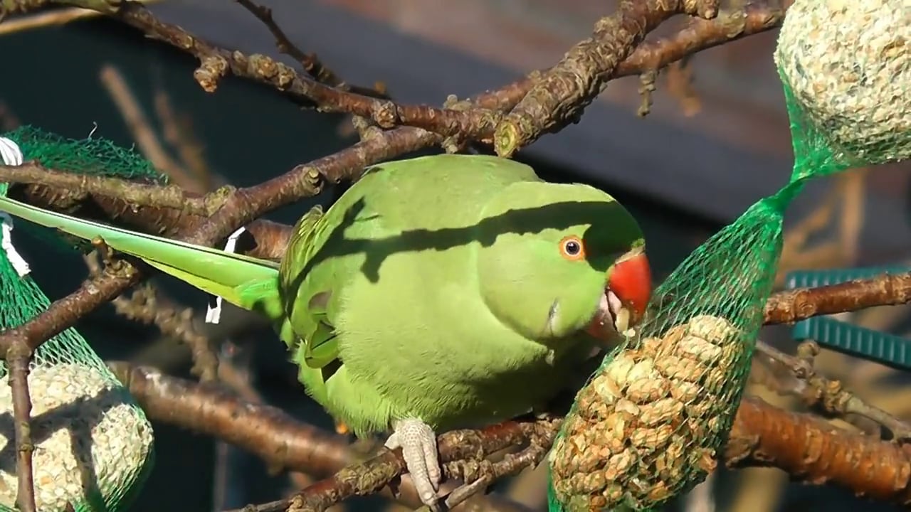 Dutch Birding: Rose-ringed Parakeet / Halsbandparkiet / Psittacula ...