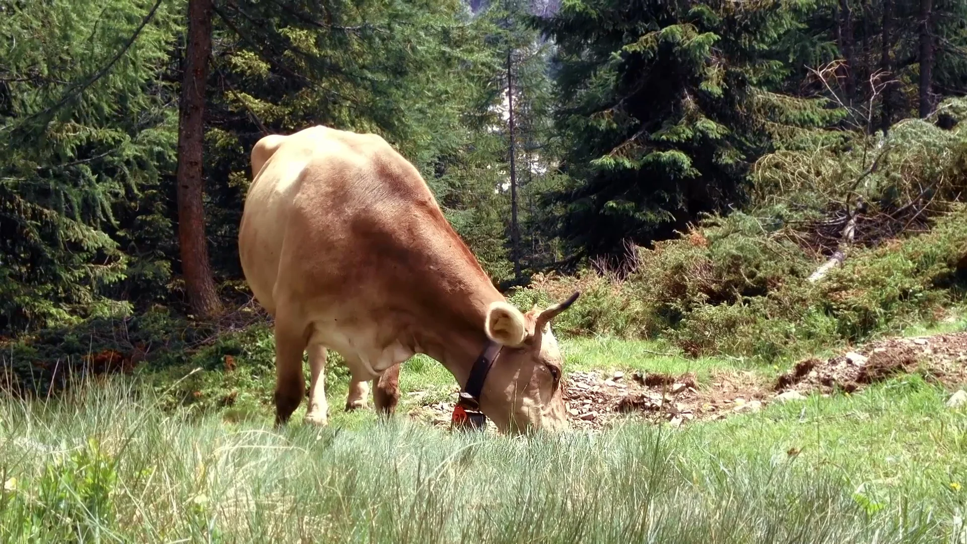 Prodir - Personalised pens with logo - Swiss Made (long version)