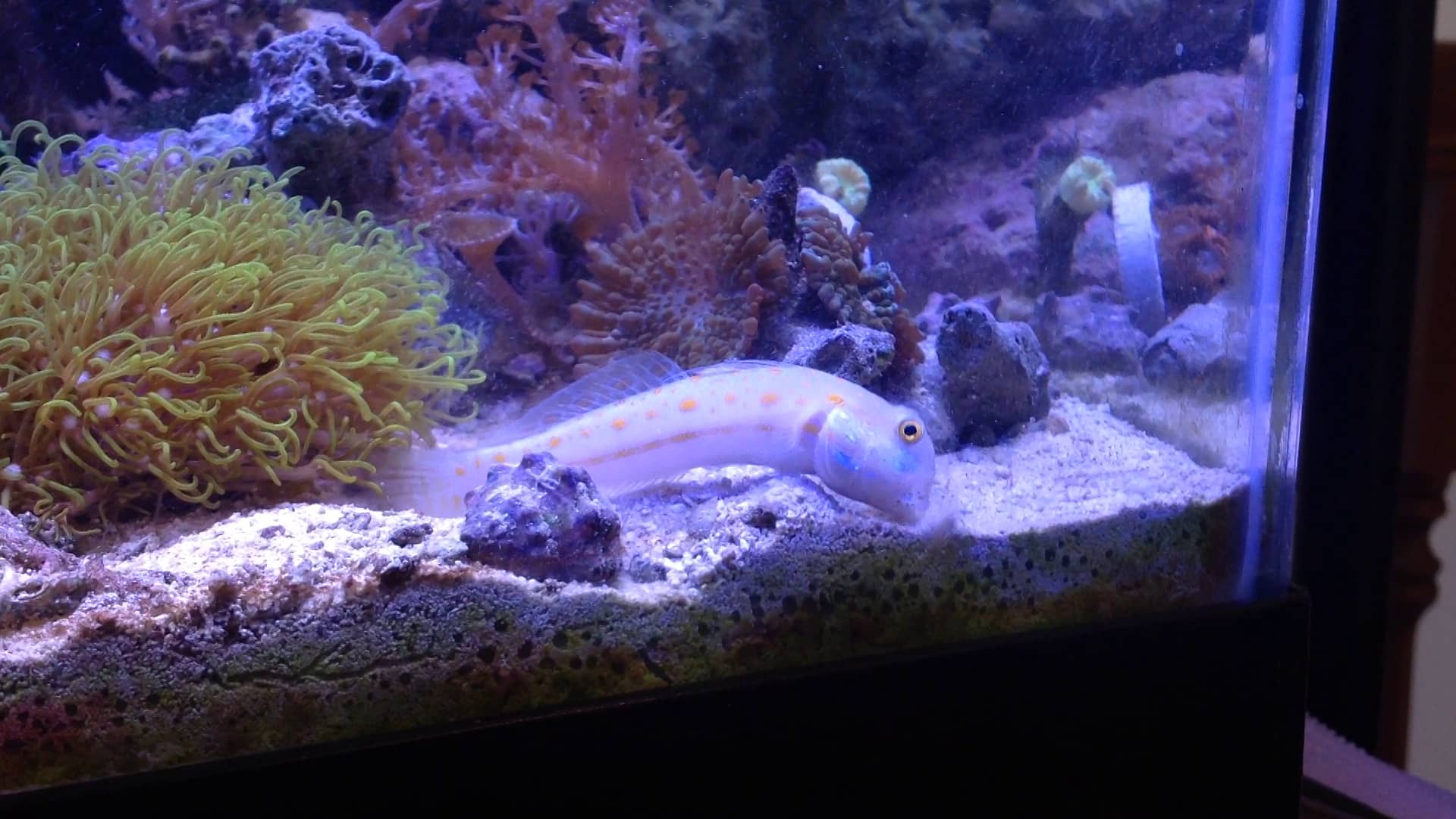 Diamond Goby sifting sand on Vimeo