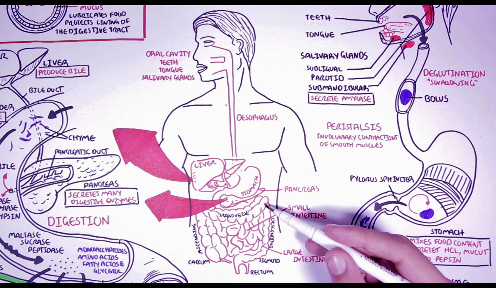 The Hungry Microbiome Project: The Digestive System on Vimeo