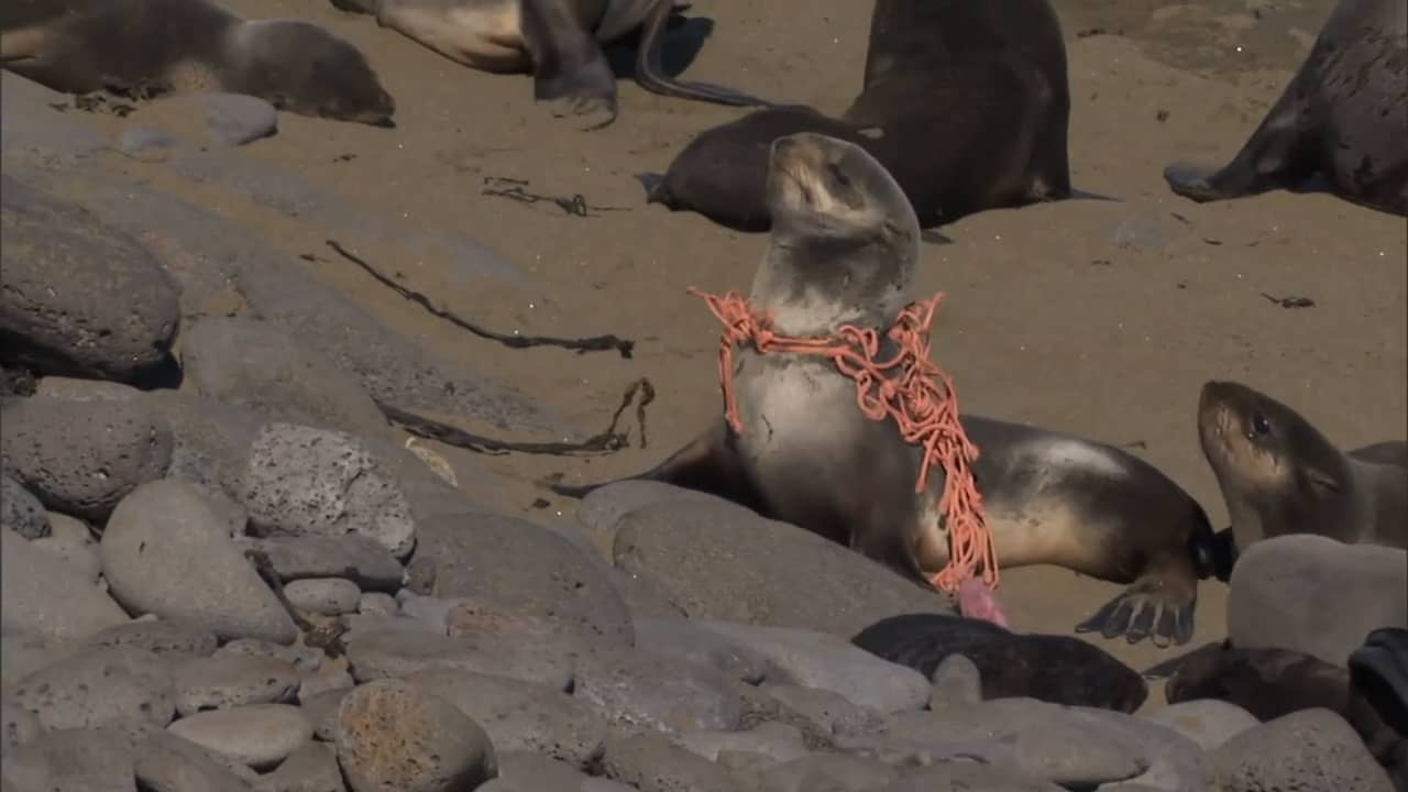 Marine Defaunation on Vimeo