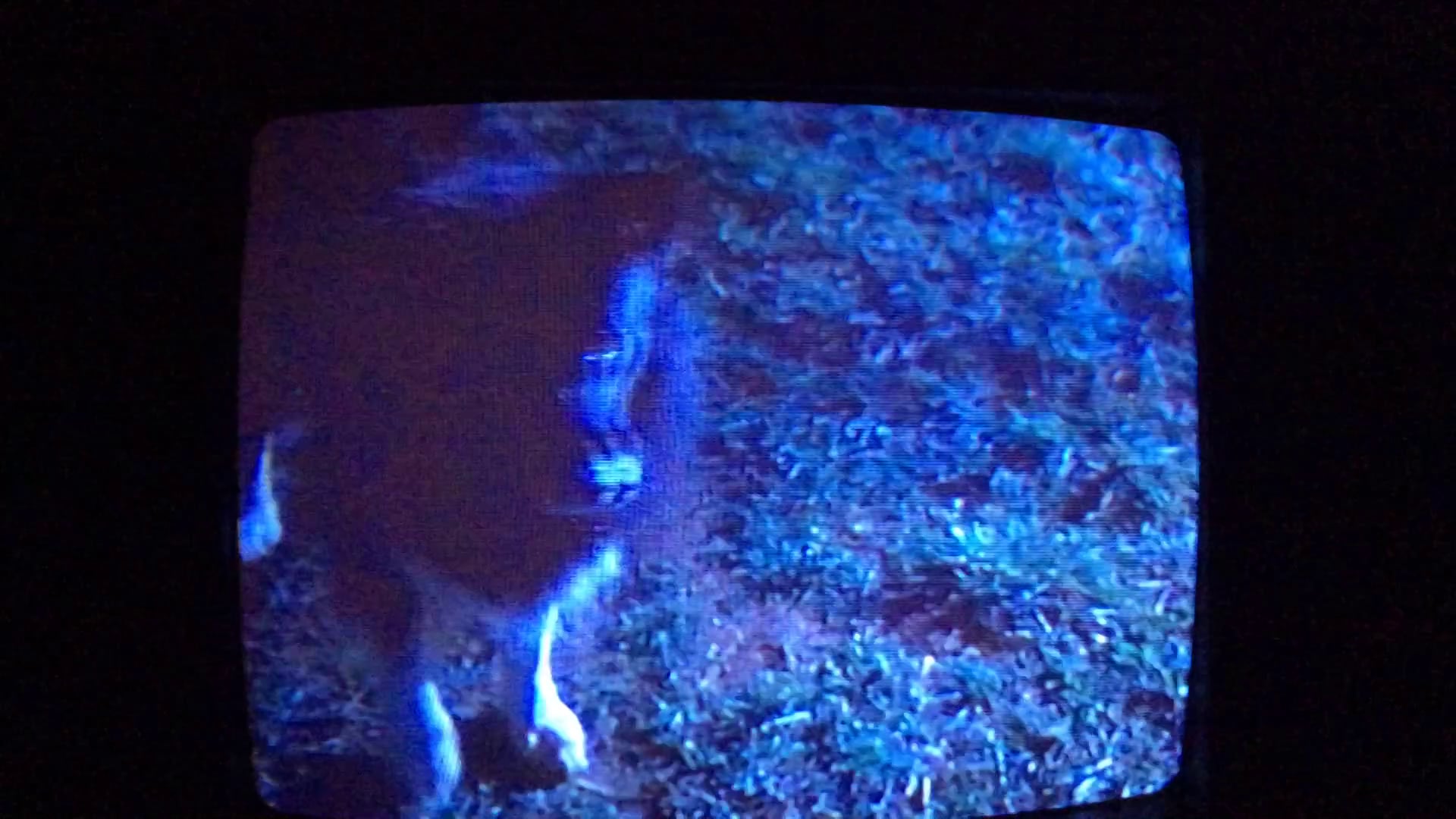 Babe Rex Fights Fly on Vimeo