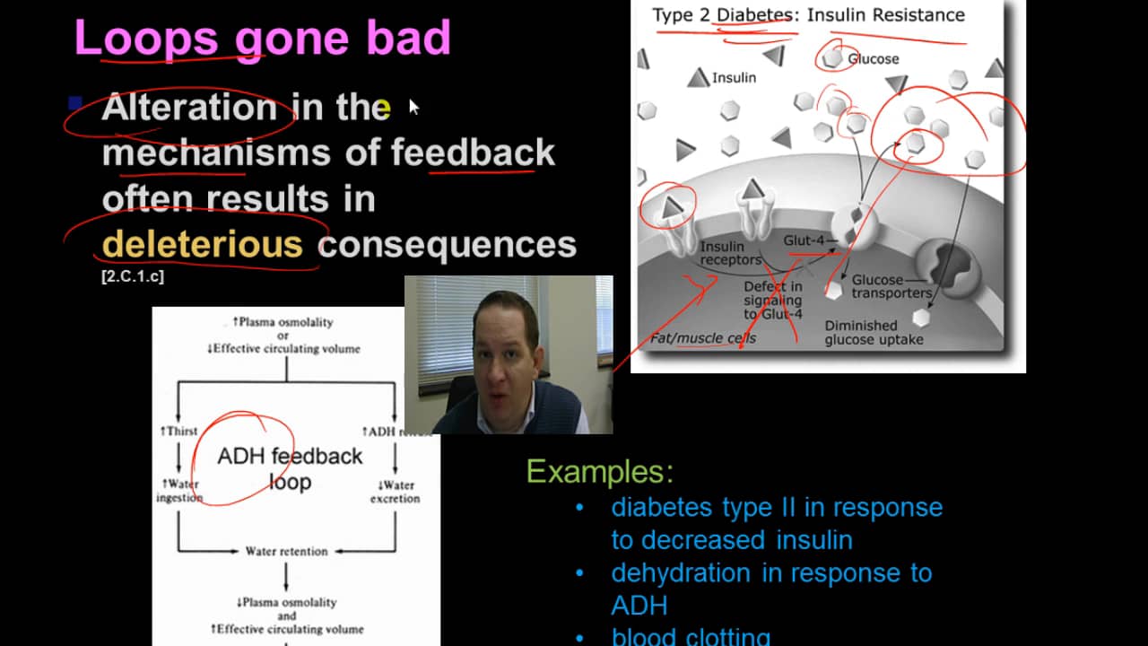 43. Positive and Negative Feedback Loops in Animals on Vimeo