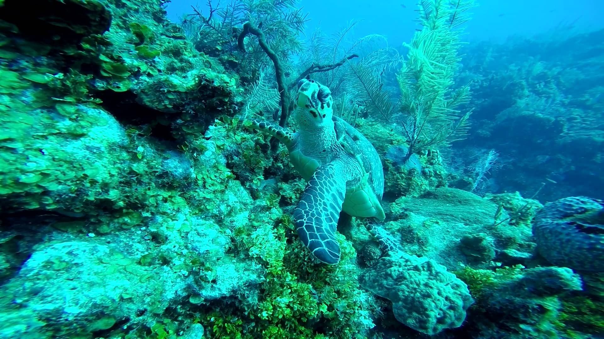 Grand Cayman Scuba Diving on Vimeo