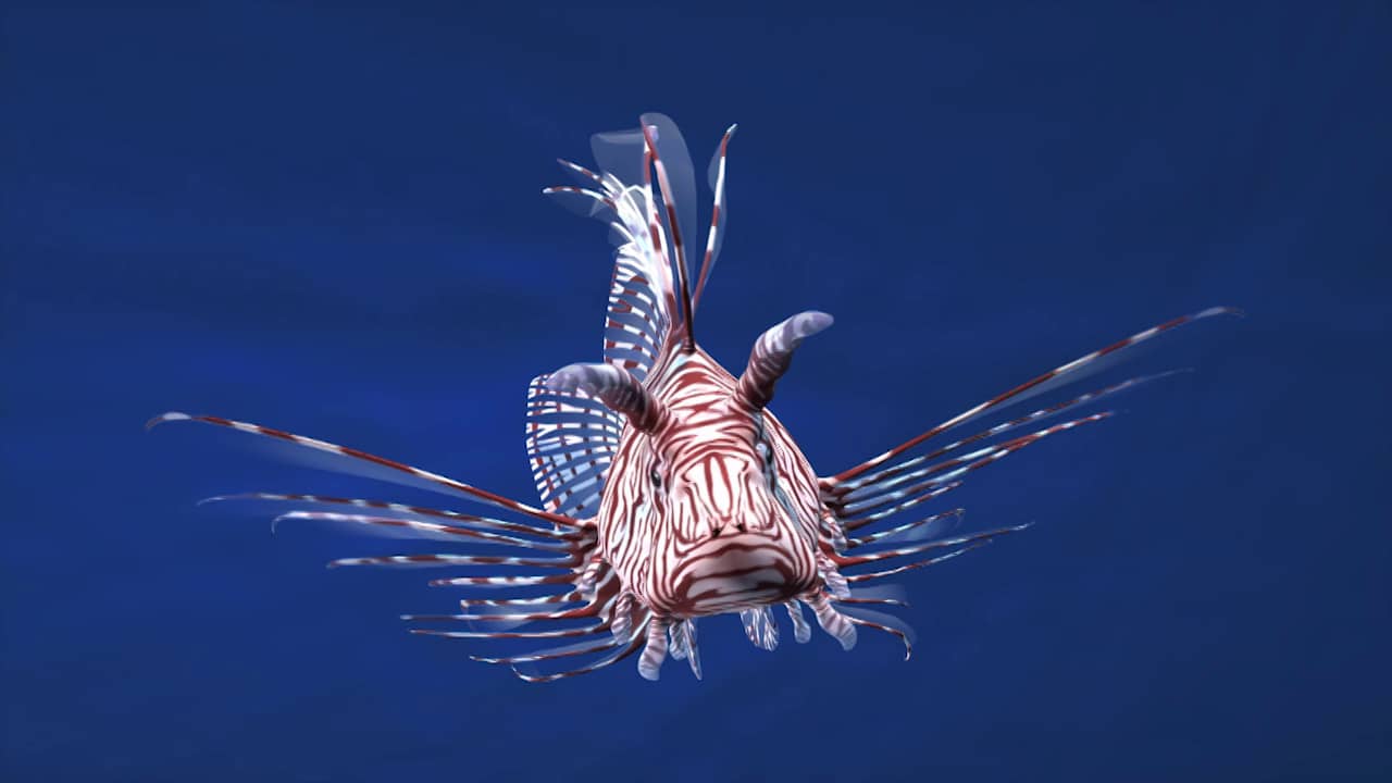 Lionfish 3D Animation on Vimeo