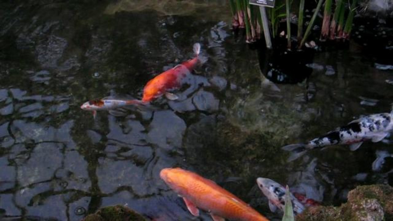 Coi Fish pond on Vimeo