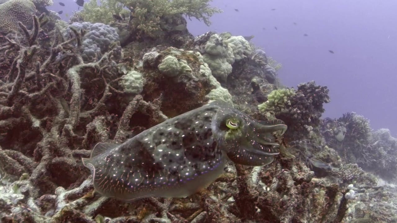 Cuttlefish changing colors on Vimeo