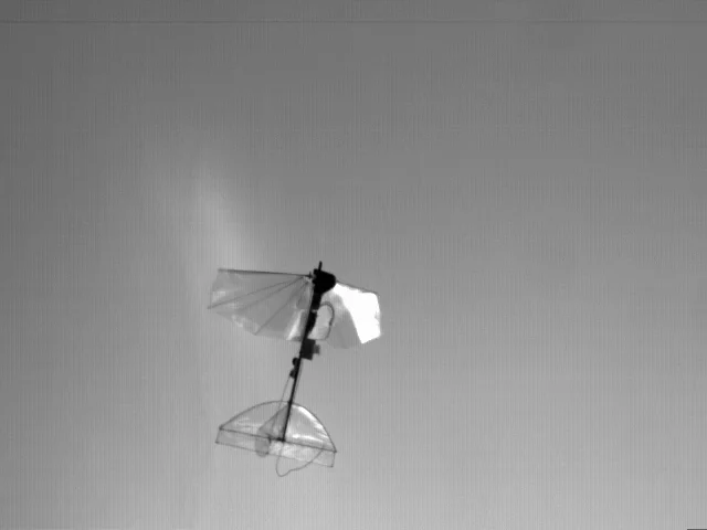 delflyii david lentink on Vimeo