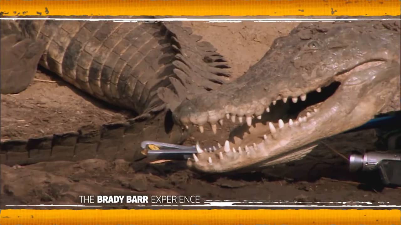 "The Brady Barr Experience" - Episode 115 - "Crocodile Tuxedo" - Sneak ...