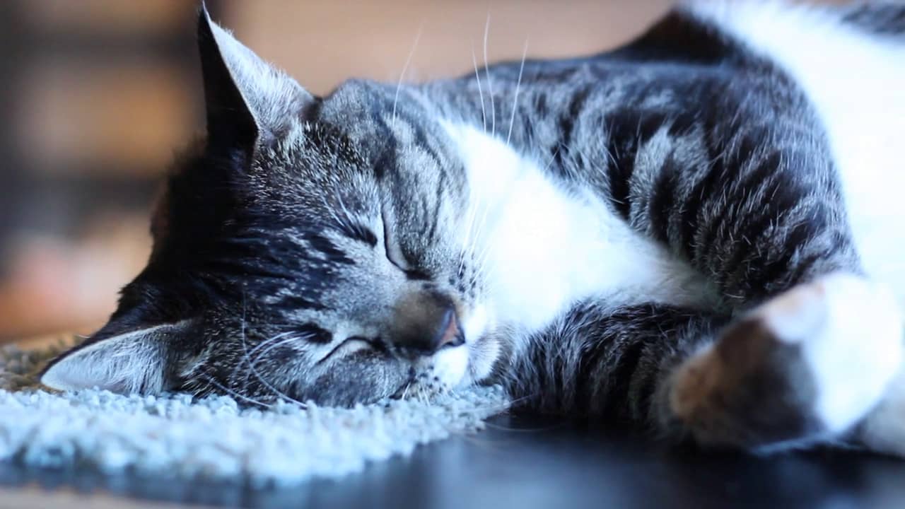 A Look Inside Purringtons, Portland's First Cat Cafe (VIDEO) on Vimeo