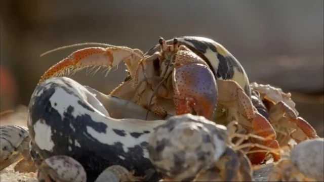 Hermit Crabs Changing Shells