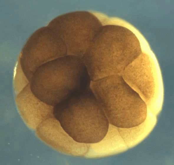 Timelapse video of cell division in a frog embryo on Vimeo