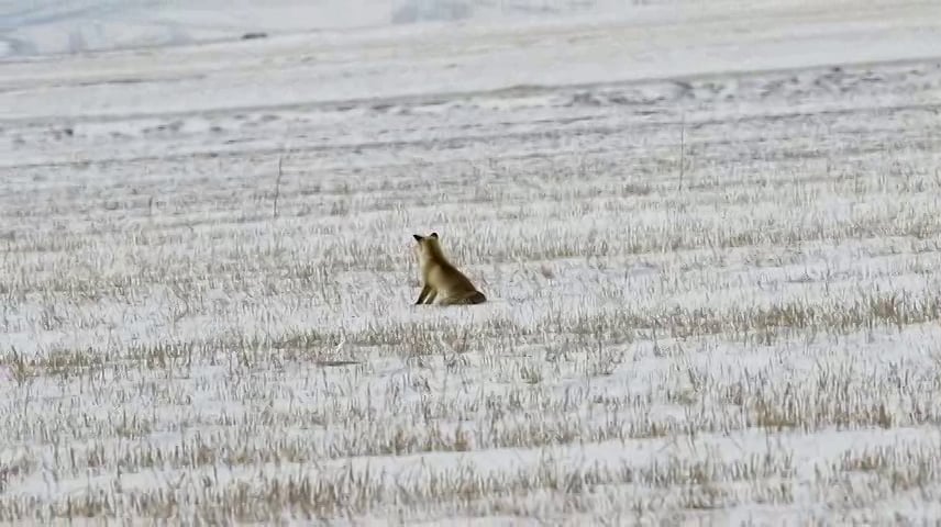 TİLKİ AVLANMA 7D MARK'2 on Vimeo