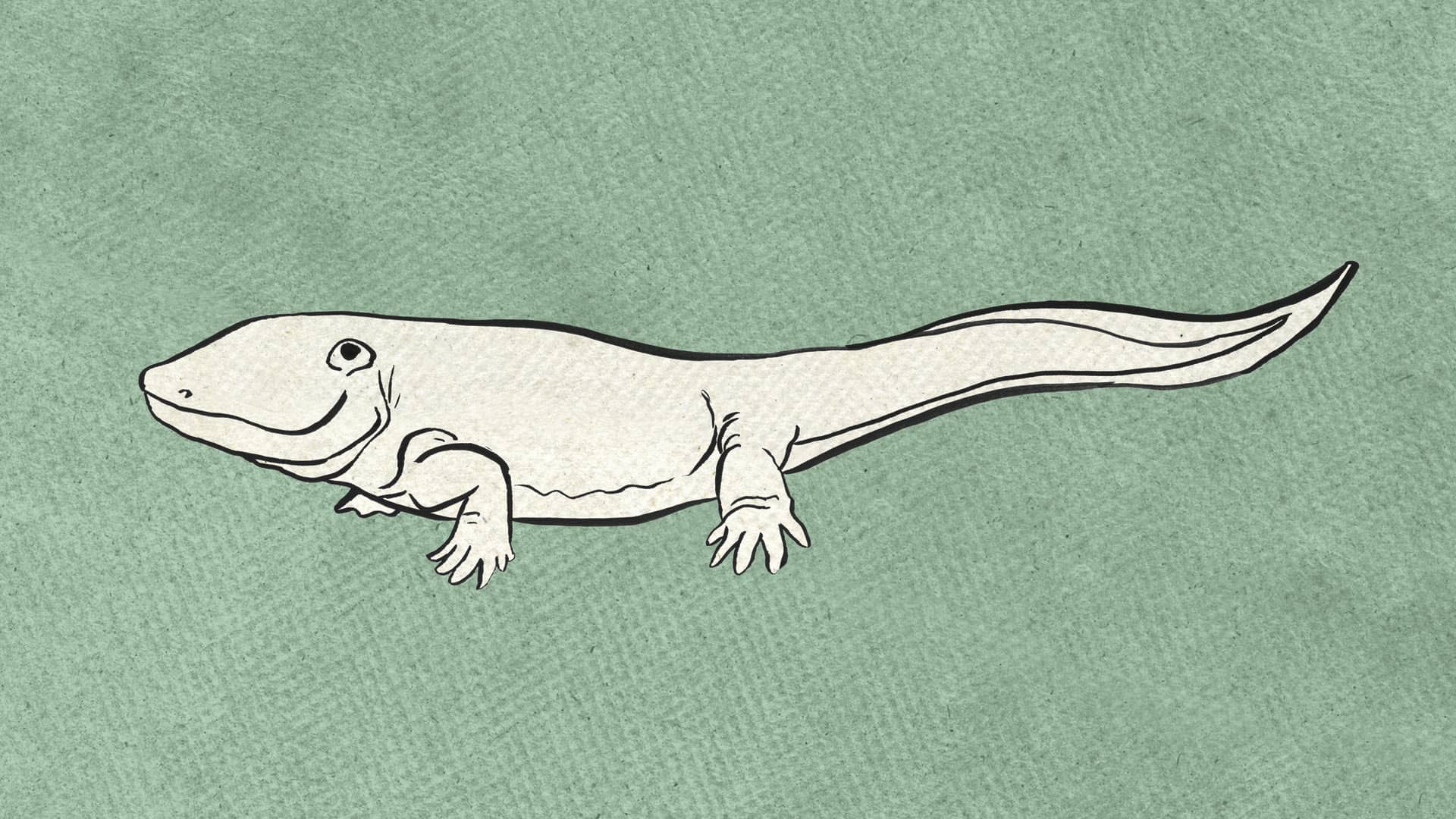 550 million years of human evolution on Vimeo