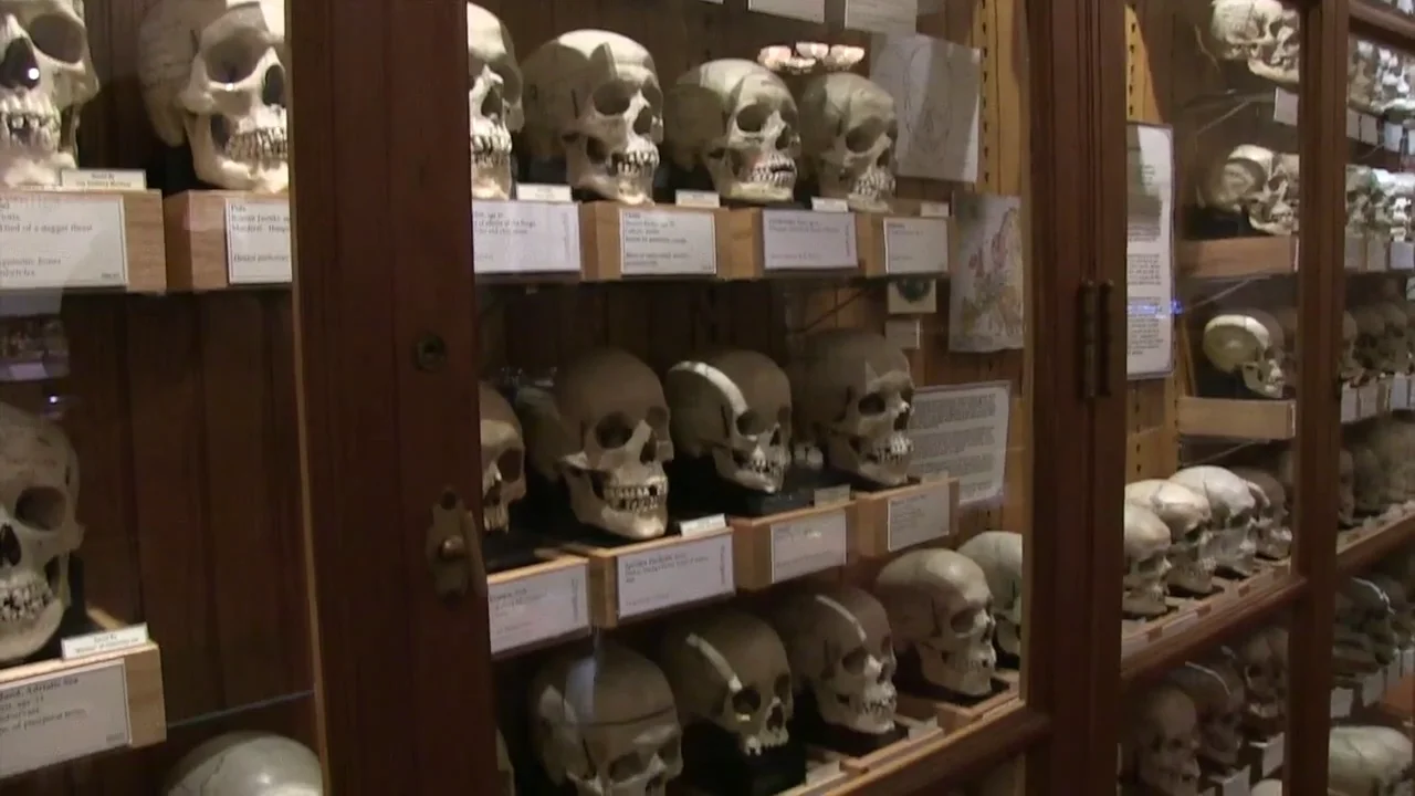 Behind the Skulls at the Mutter Museum