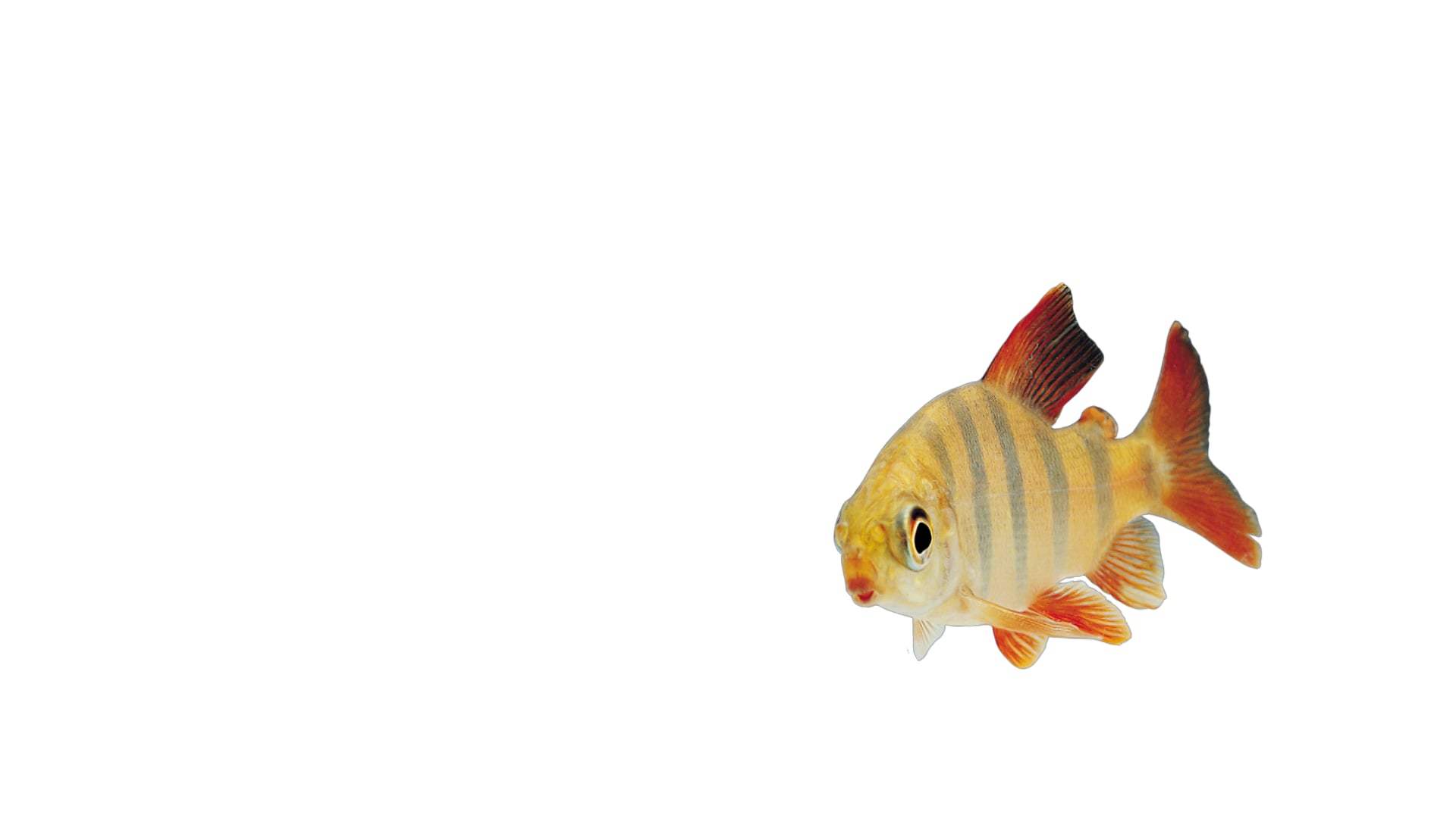 fish on Vimeo
