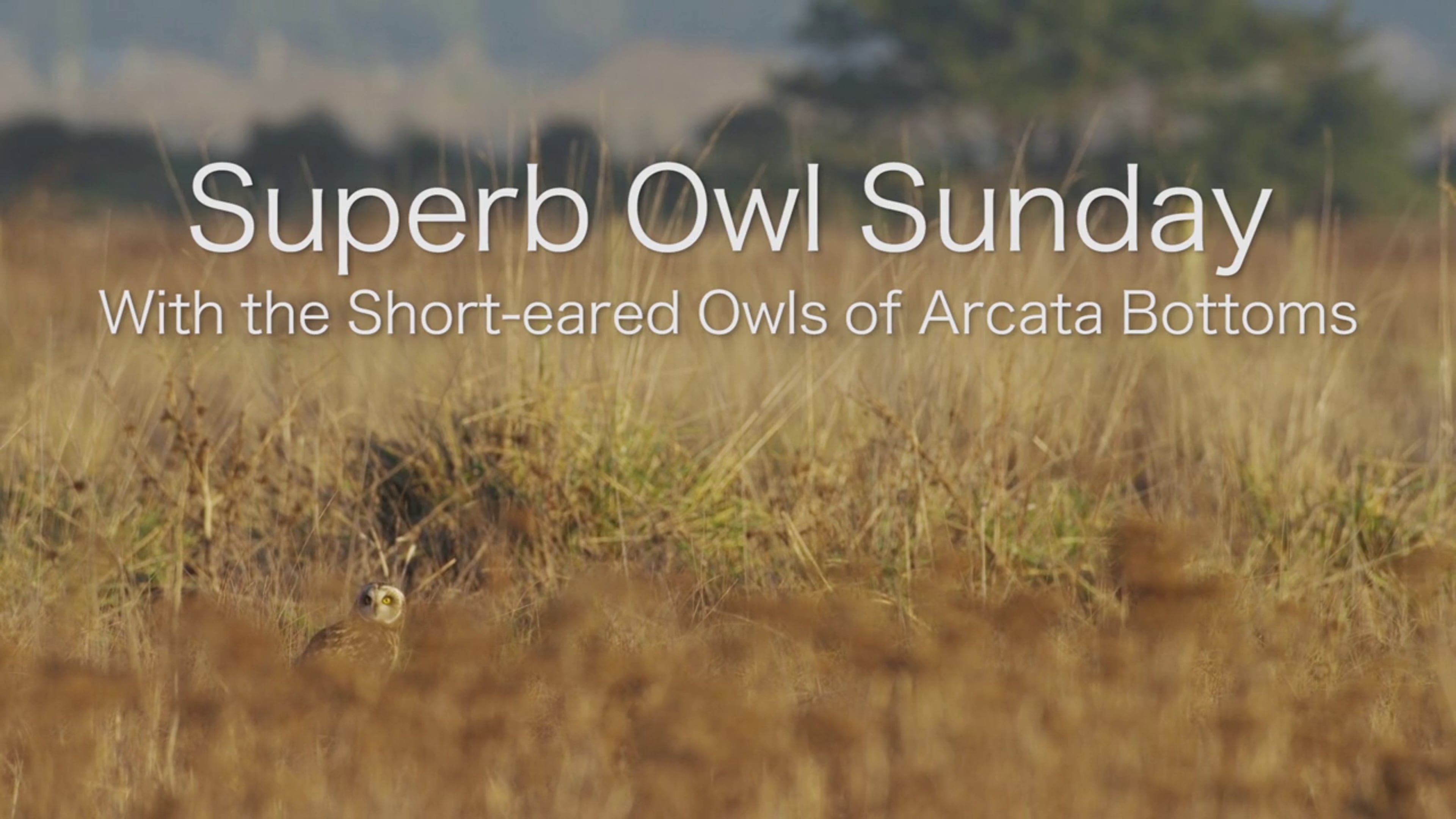 Video: Superb Owl Sunday | Focusing on Wildlife