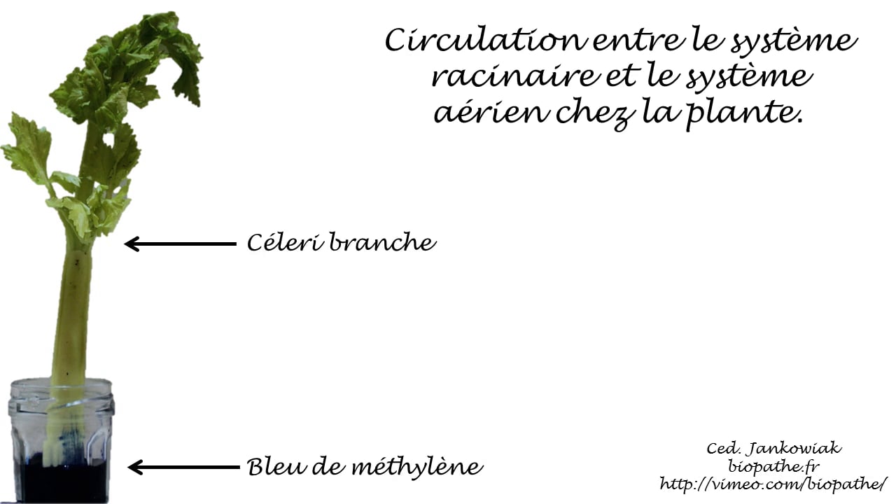 le xylème et la sève brute (version 1) on Vimeo