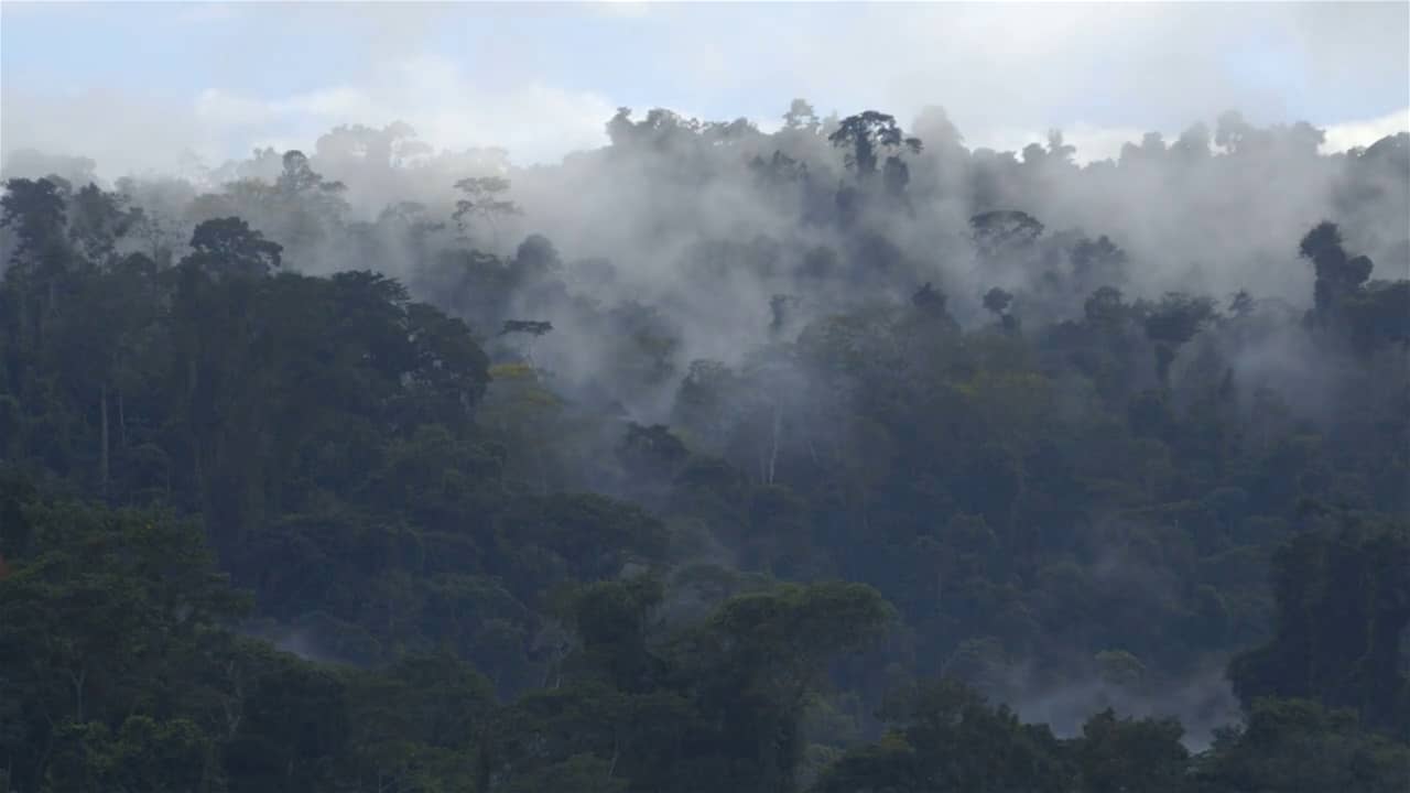 Ashaninka Cocoa from the Peruvian Amazon on Vimeo