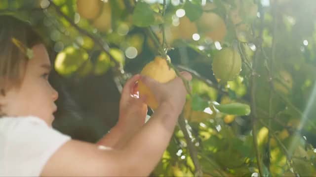 The Lemonade Tree Story on Vimeo