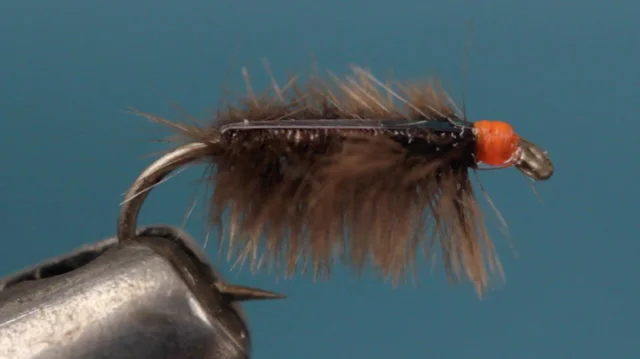 Sow Bug Fly