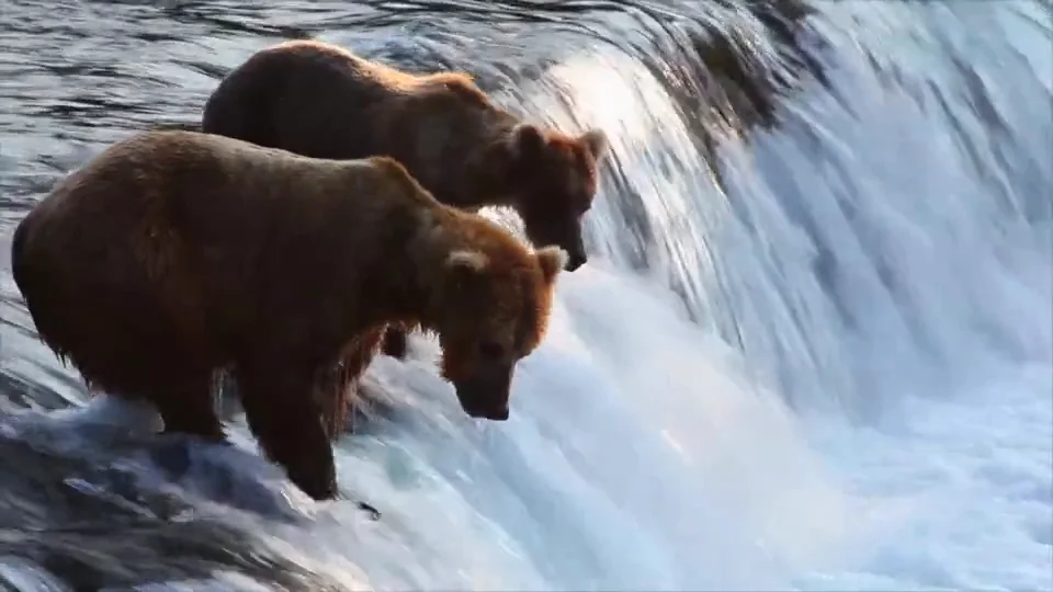 Bears on Vimeo