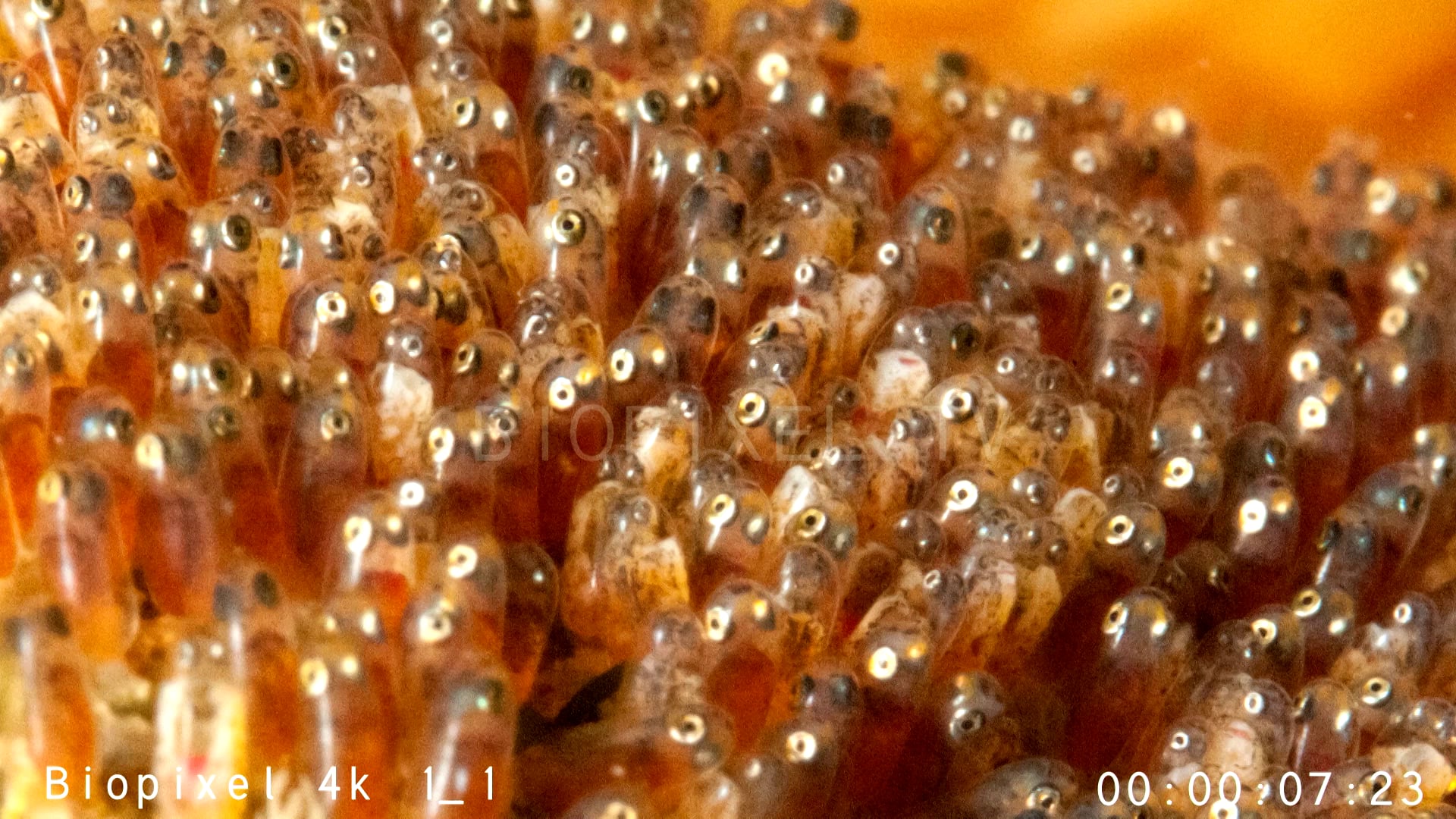 Fish Damselfish - Clownfish eggs developing macro time lapse 4K on Vimeo