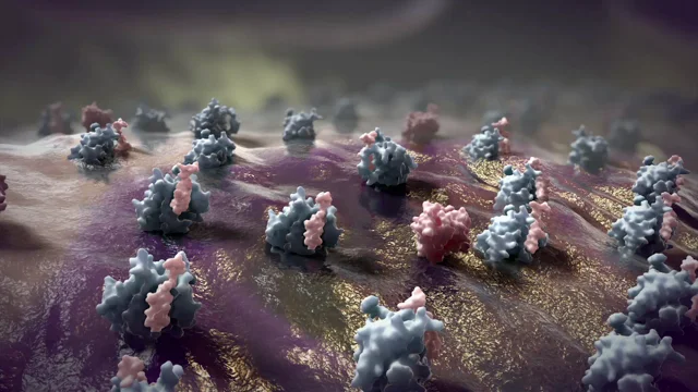 Apoptosis Animation