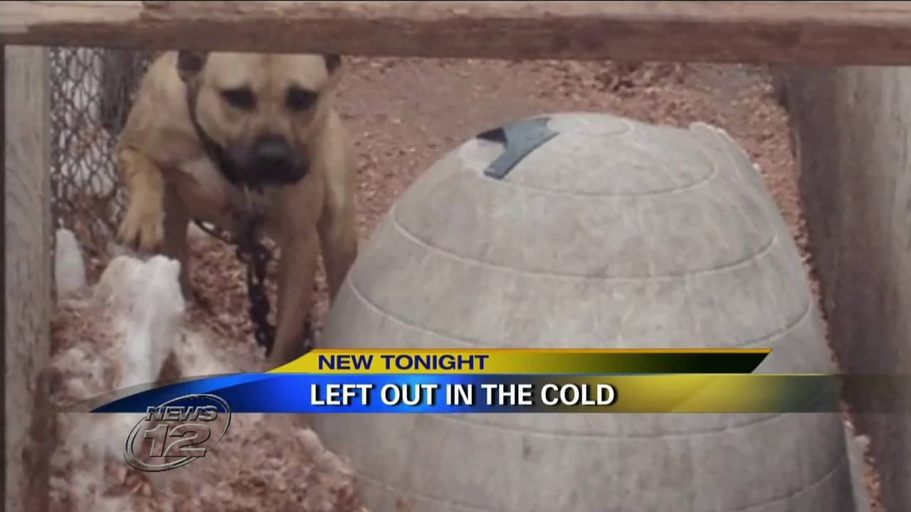 Paterson Animal Control rescues 3 pit bulls left out in the cold on Vimeo