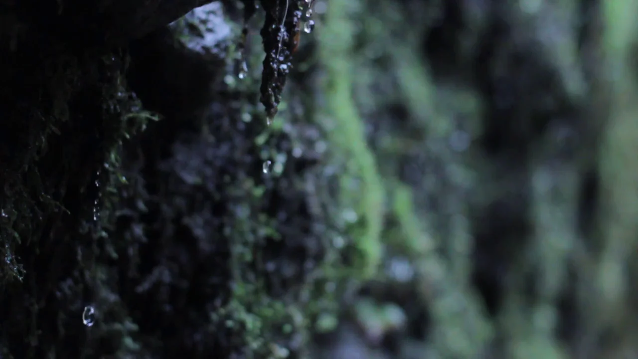 Moss Drip on Vimeo