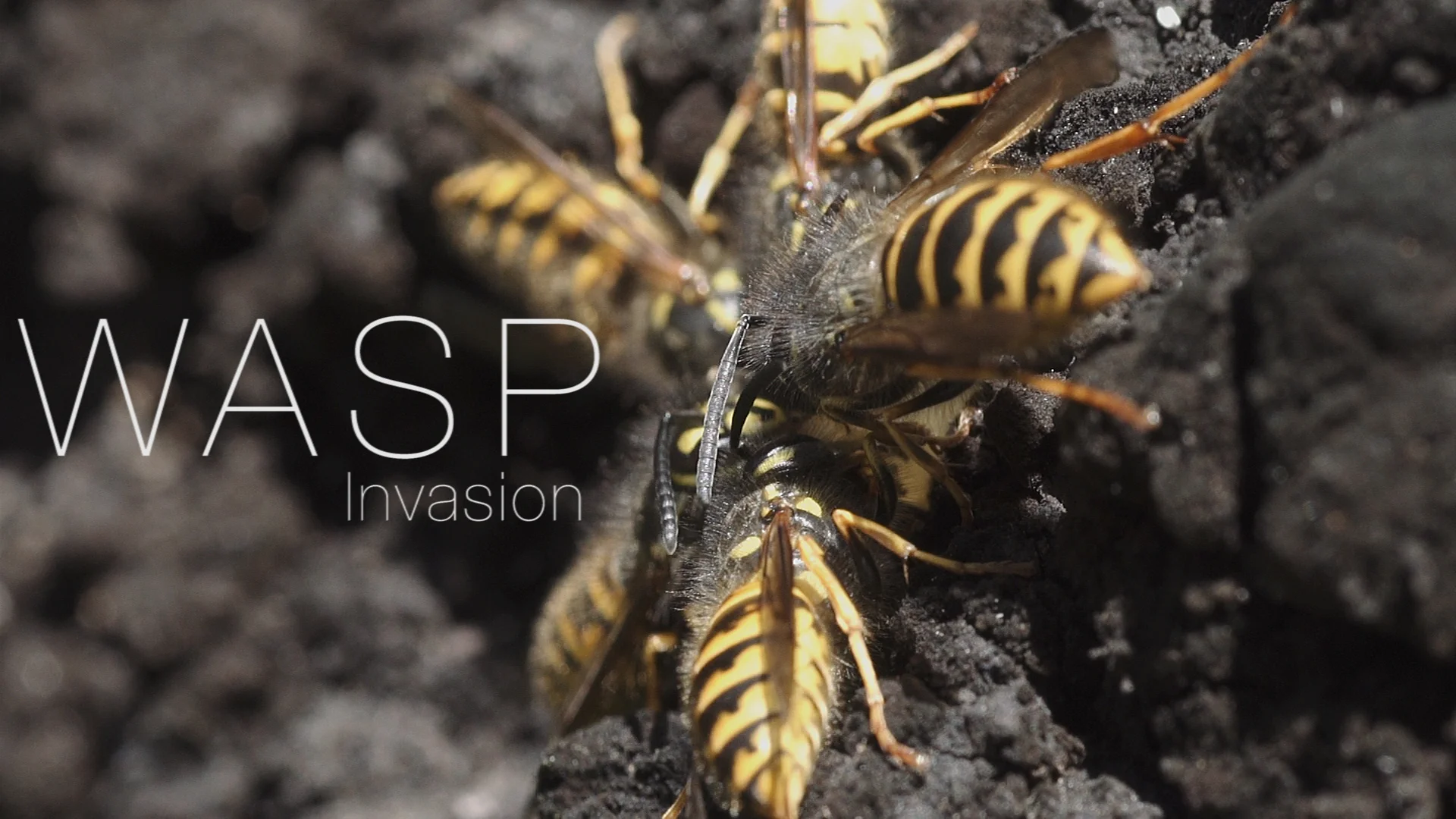 WASP INVASION on Vimeo