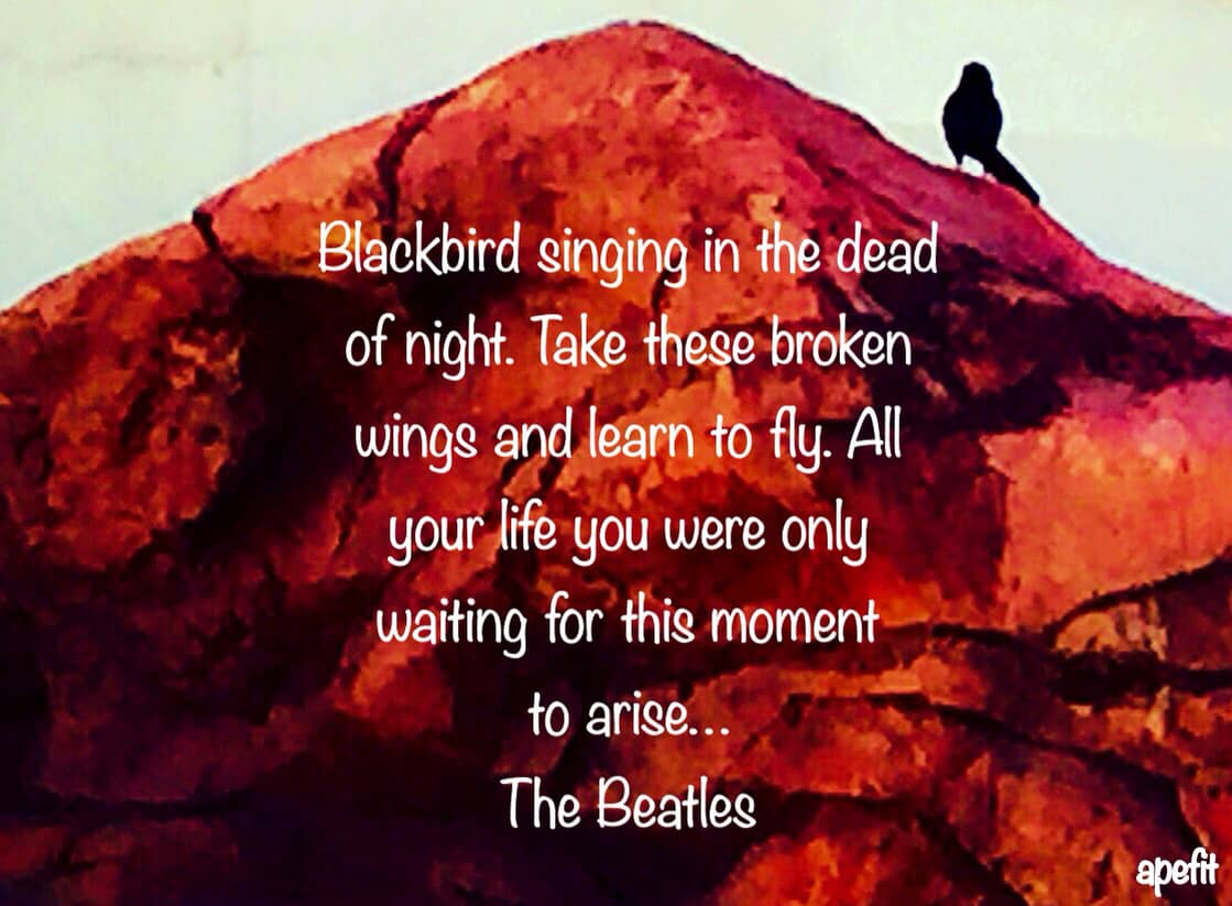 Blackbird singing in the dead of night. Take these broken wings and ...