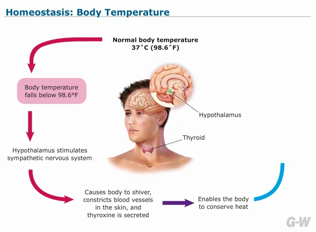 Normal Body Temperature Diagram