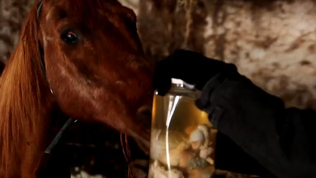 Merlin's Horse Testicle Collection on Vimeo