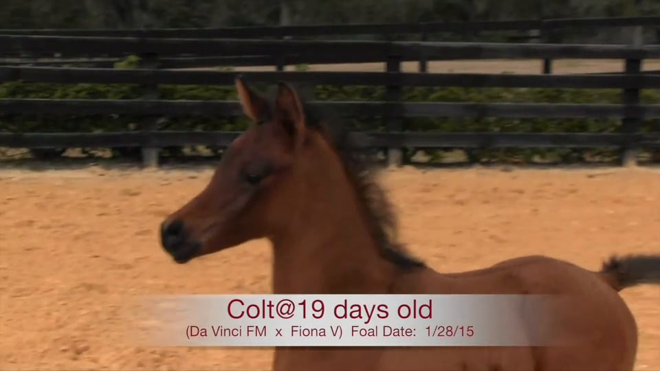 Fiona VA 2015 Colt by Da Vinci FM on Vimeo