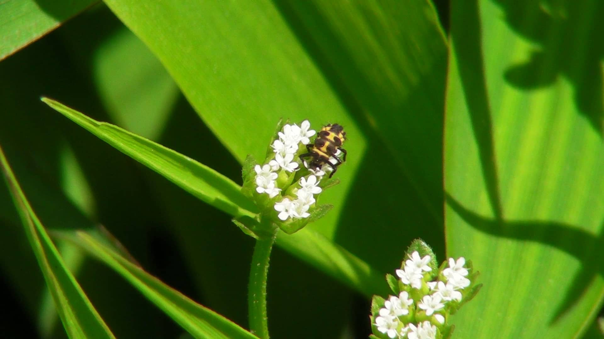 Ladybug Nymph Pollinating Galium aparine Flowers 2011-01 [117] #0096 on ...