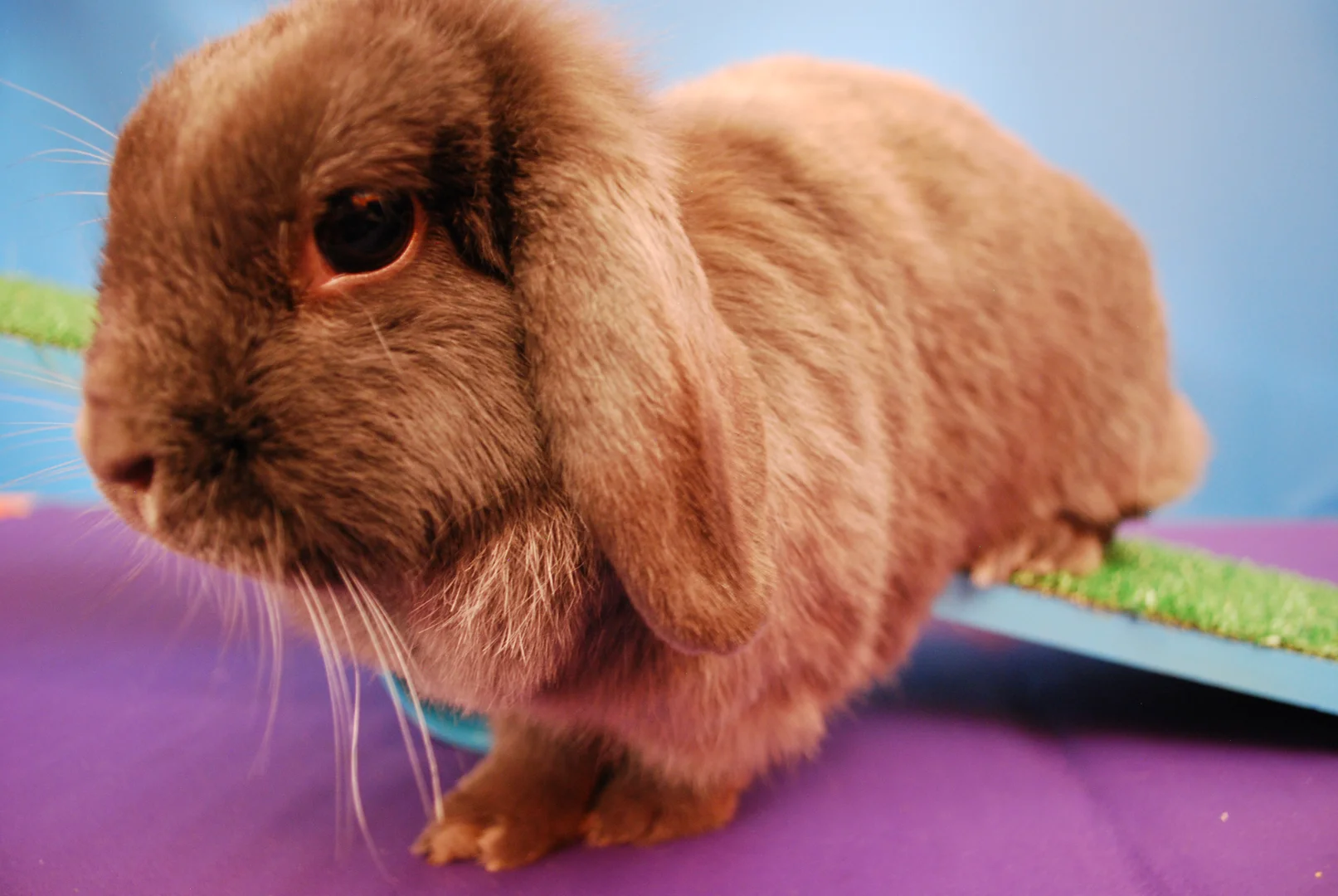 Watch Bunny Training 101 avec des sous-titres en français Online ...