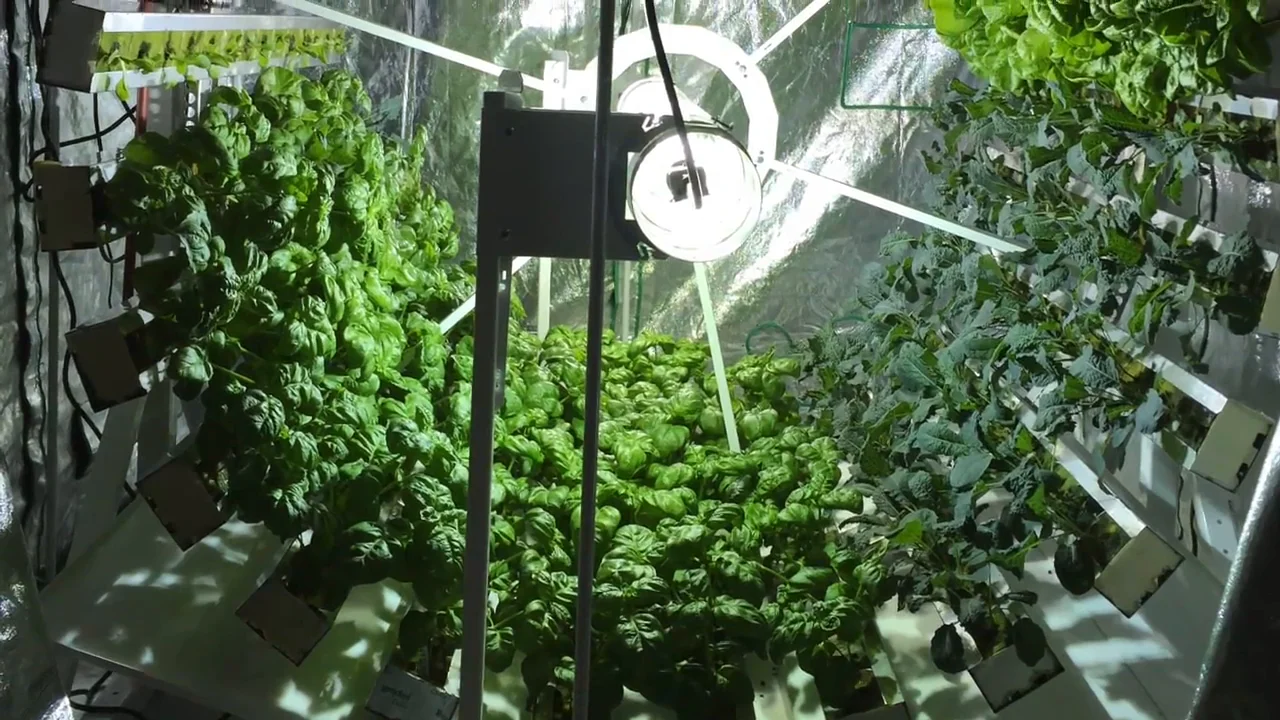 Gi Grow 720p English v2 on Vimeo