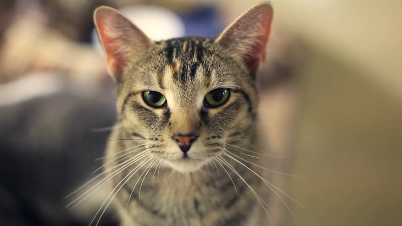 Amazing Grace Animal Rescue on Vimeo