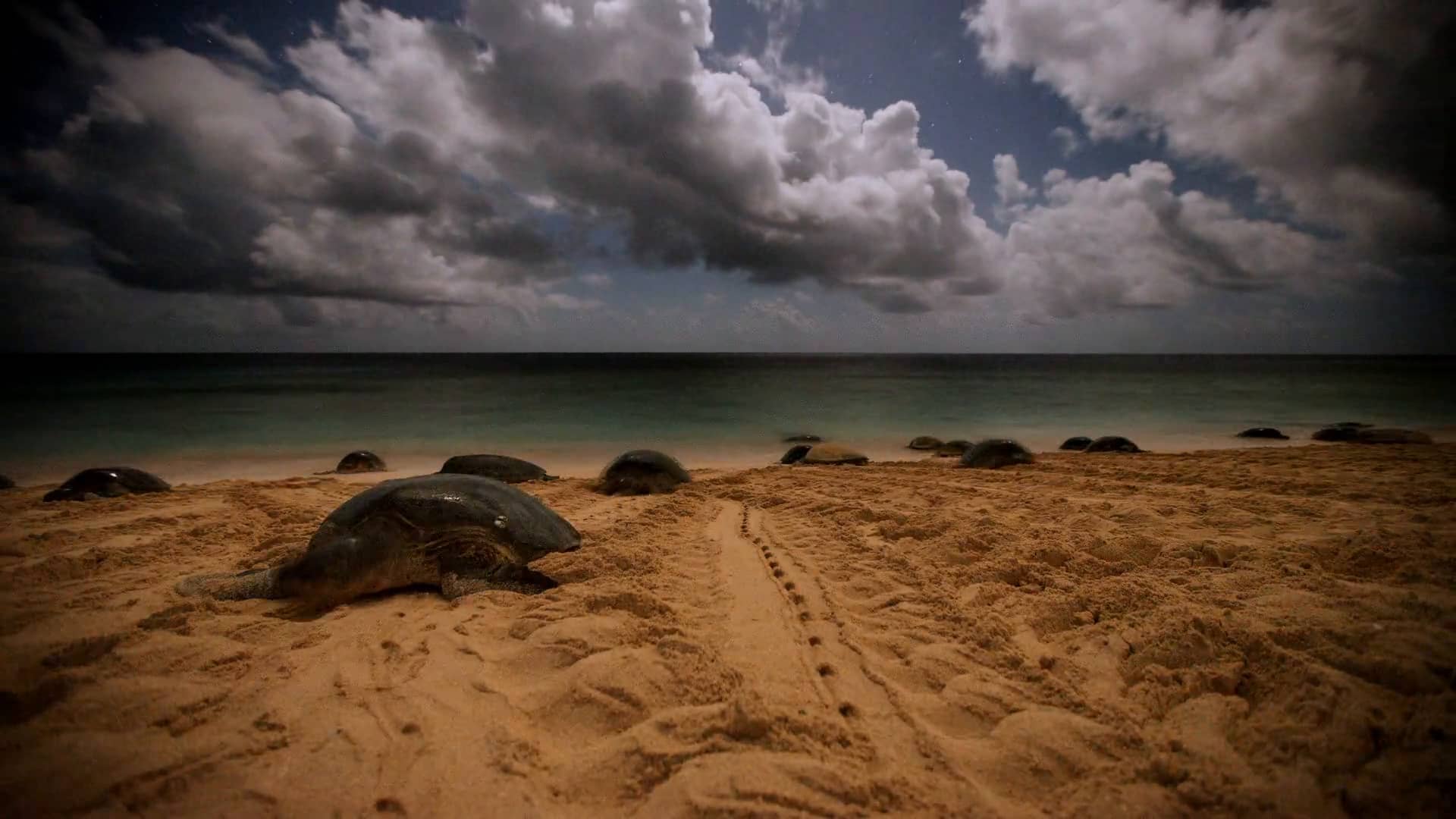LIFE ON THE REEF - RAINE ISLAND TIME-LAPSE on Vimeo