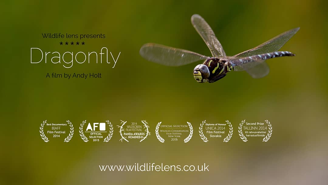 Dragonfly on Vimeo
