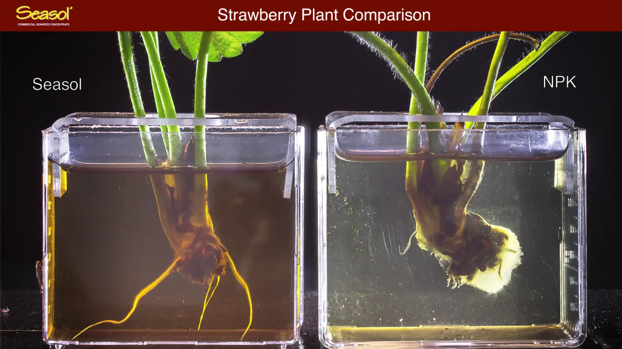 Strawberry Comparison - Seasol Vs NPK on Vimeo