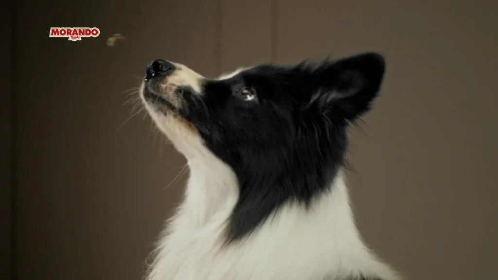 Miglior Cane on Vimeo