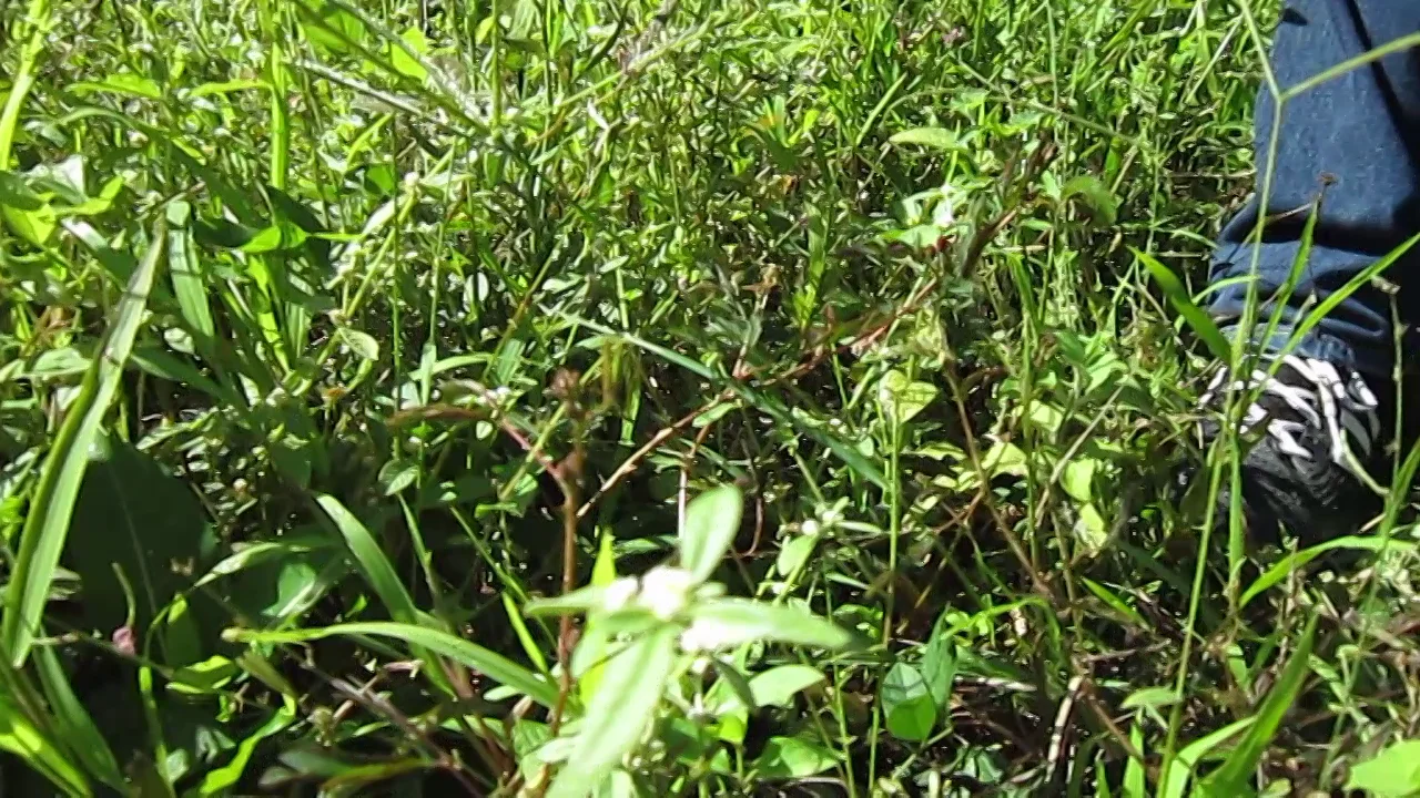 Filippino Venus Flytrap on Vimeo