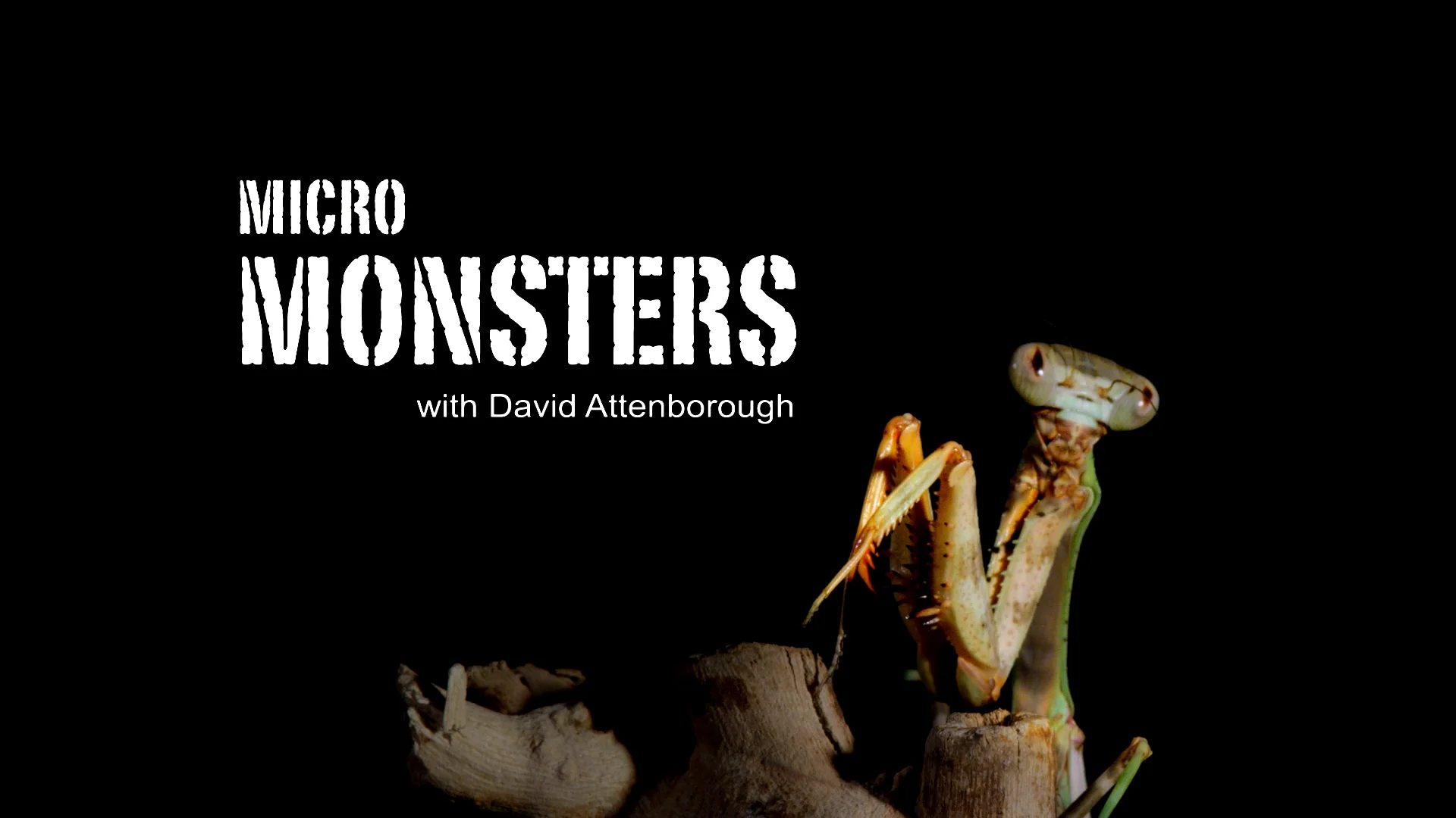 Erica Lee - Micro Monsters 3D with David Attenborough - Sky 3D+IMAX ...