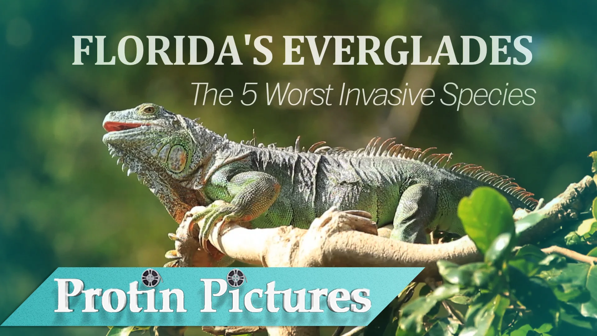 5 Worst Invasive Species in Florida's Everglades