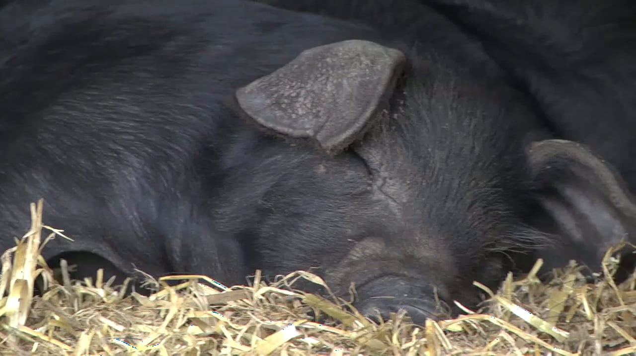 Elevage de cochons BIO en plein Air on Vimeo